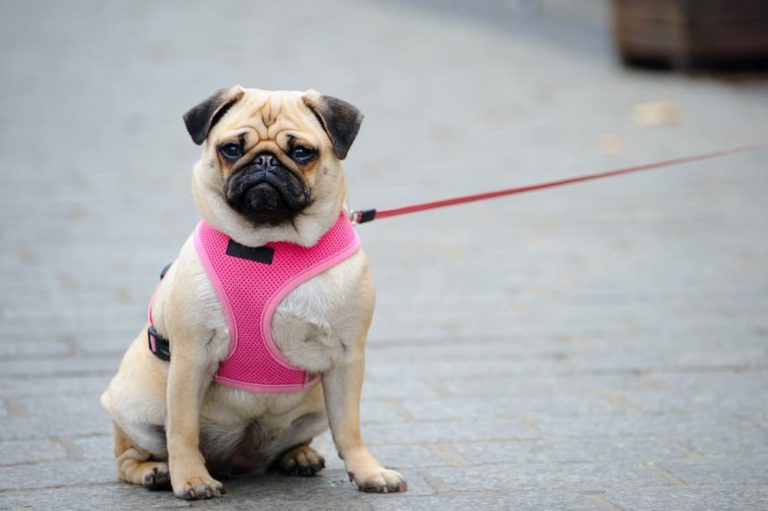 Is My Dog Overweight? 7 Signs to Watch For | Great Pet Care