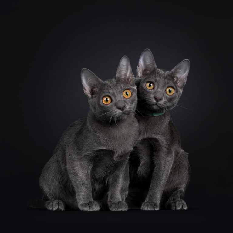 Korat Cat Breed Information | Great Pet Care