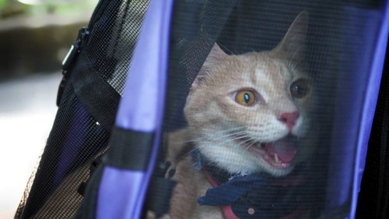 Cat Breathing Heavy: 5 Reasons It Happens | Great Pet Care