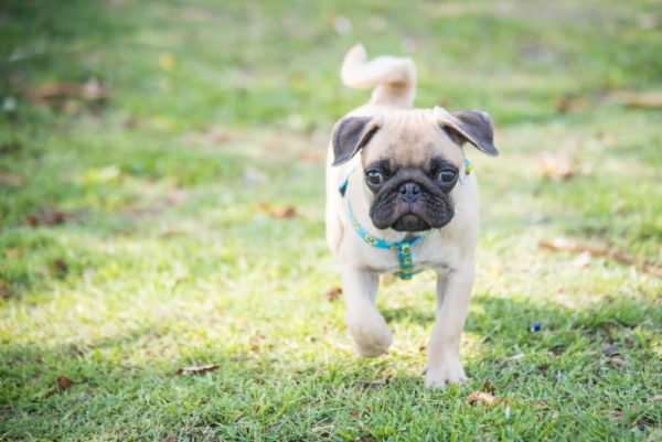 Chug Personality Traits and Facts | Great Pet Care