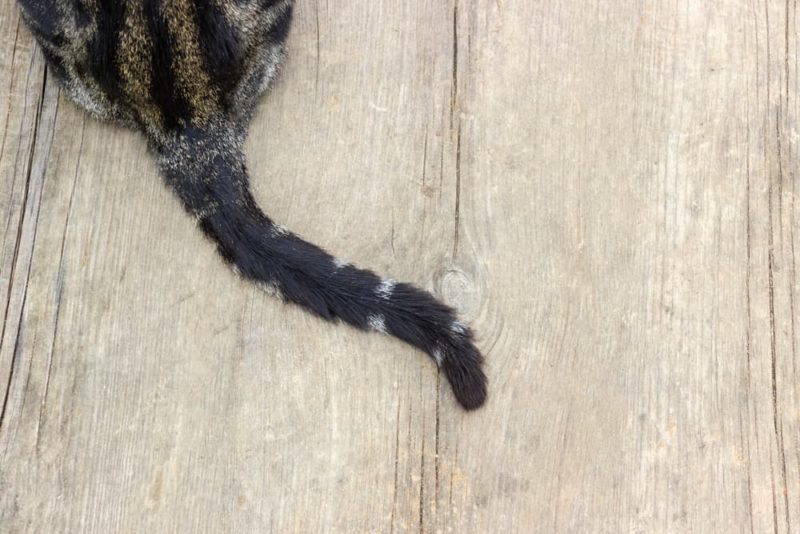Why Do Cats Have Tails? | Great Pet Care