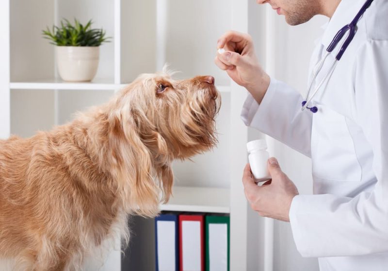 Hyperthyroidism in Dogs | Great Pet Care