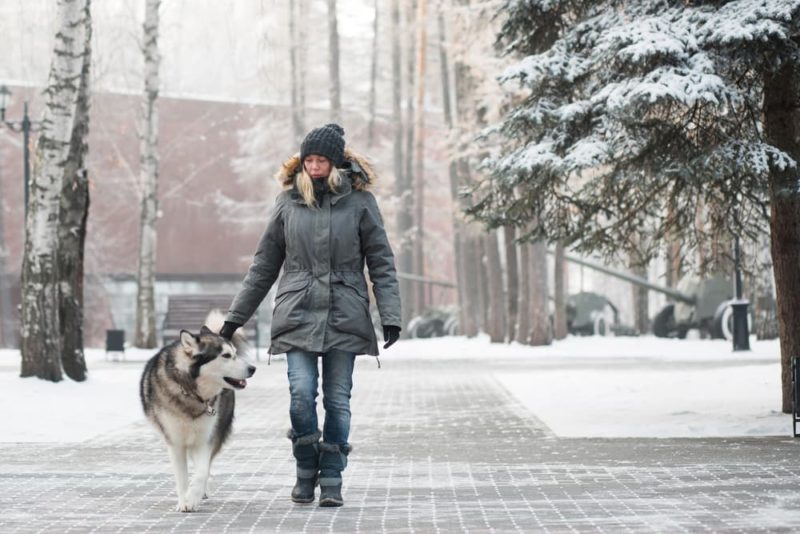 170-city-names-for-dogs-great-pet-care