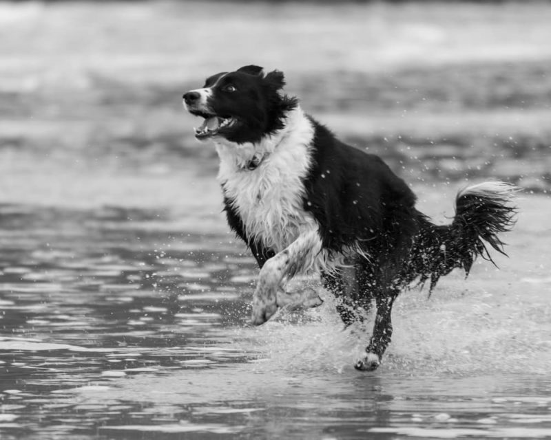 Sprollie Dog Personality Traits & Facts | Great Pet Care