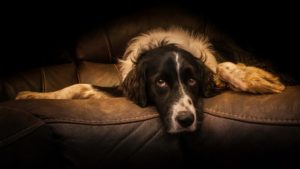 Sprollie Dog Personality Traits & Facts | Great Pet Care