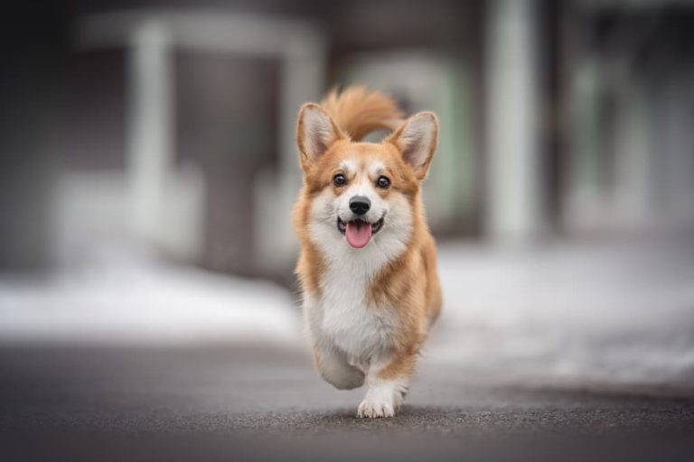 Knuckling in Dogs | Great Pet Care