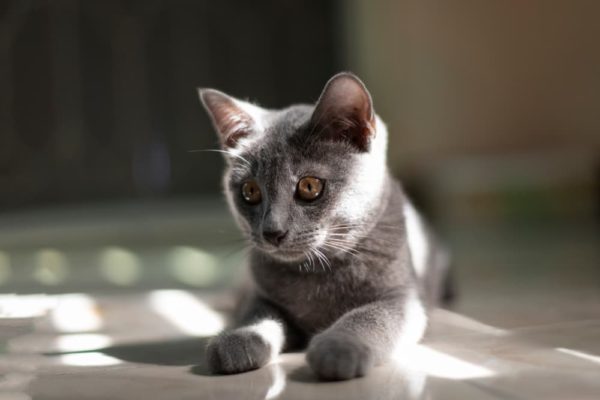 Korat Cat Breed Information | Great Pet Care