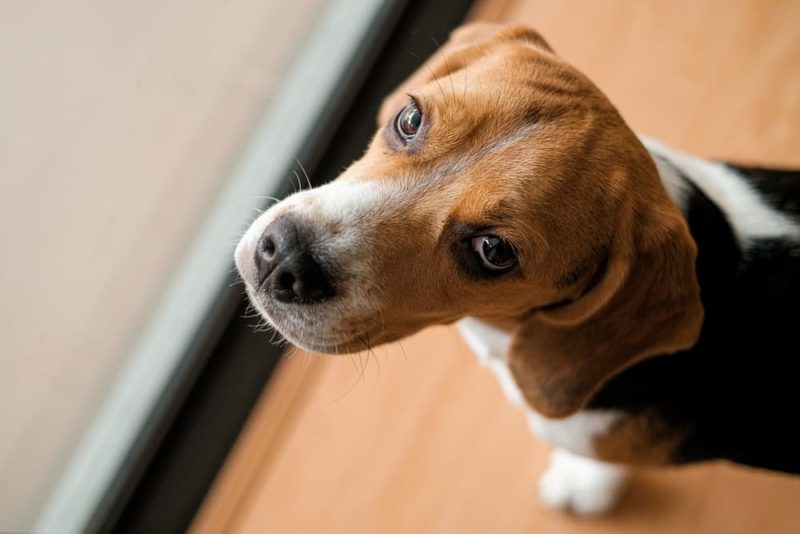 Butorphanol for Dogs | Great Pet Care