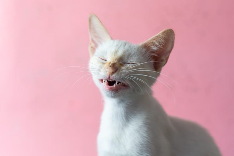 Why is My Cat Sneezing? | Great Pet Care