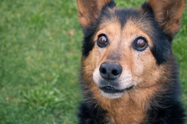 Syncope (Fainting) in Dogs | Great Pet Care