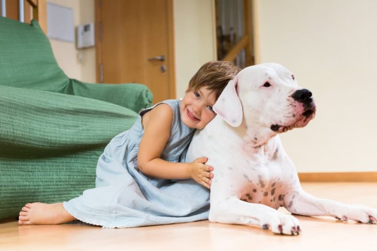 Dogo Argentino Personality Traits & Facts | Great Pet Care