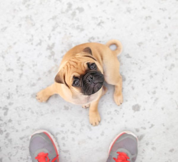 Chug Personality Traits and Facts | Great Pet Care