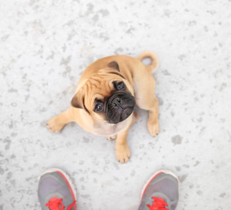 Chug Personality Traits and Facts | Great Pet Care