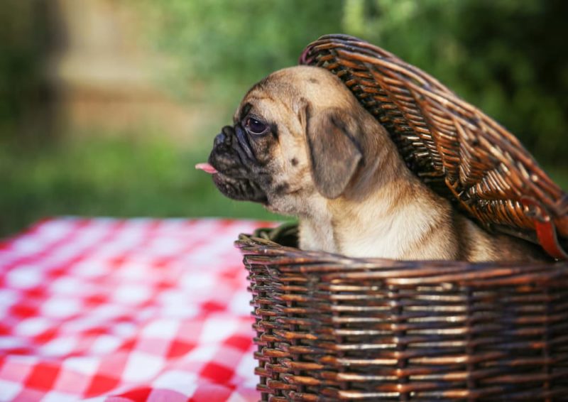 Chug Personality Traits and Facts | Great Pet Care