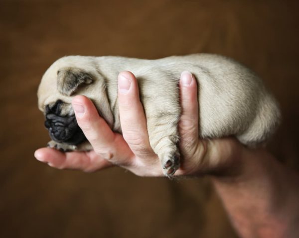 Chug Personality Traits and Facts | Great Pet Care