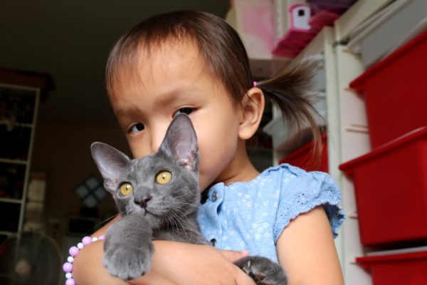 Korat Cat Breed Information | Great Pet Care