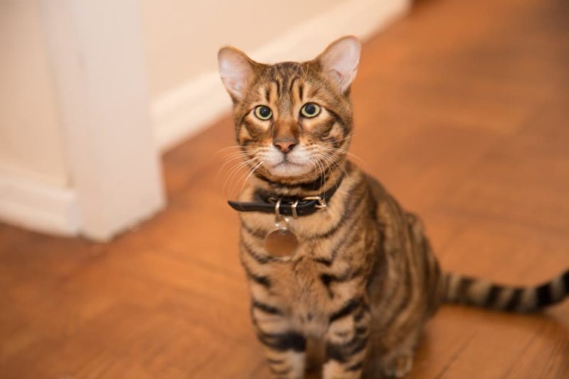 Toyger Cat Breed Information | Great Pet Care