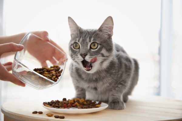 Why Is My Cat Throwing Up Food? | Great Pet Care