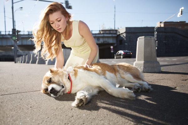 Syncope (Fainting) in Dogs | Great Pet Care