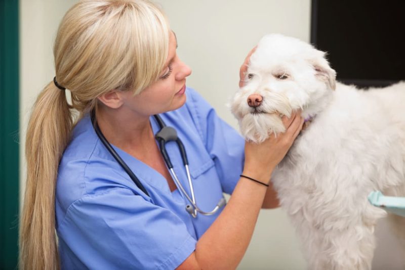 Hyperthyroidism in Dogs | Great Pet Care