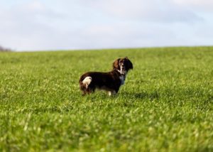 Sprollie Dog Personality Traits & Facts | Great Pet Care