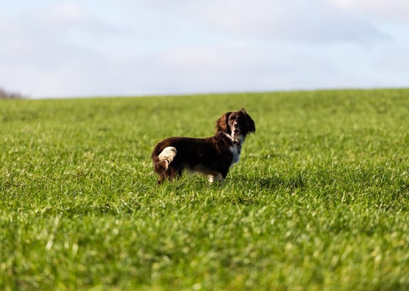 Sprollie Dog Personality Traits & Facts | Great Pet Care