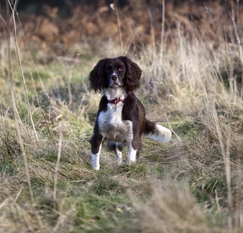 Sprollie Dog Personality Traits & Facts | Great Pet Care