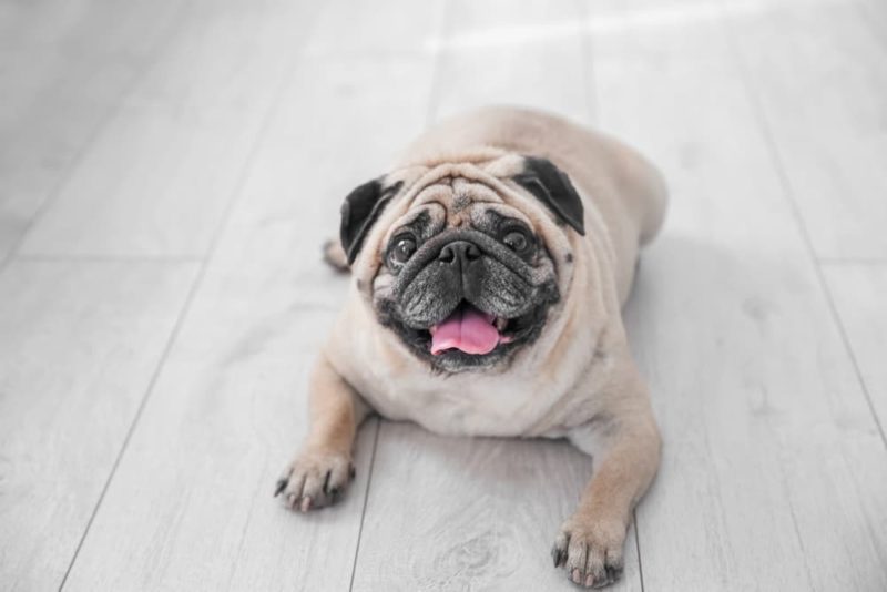 Is My Dog Overweight? 7 Signs to Watch For | Great Pet Care