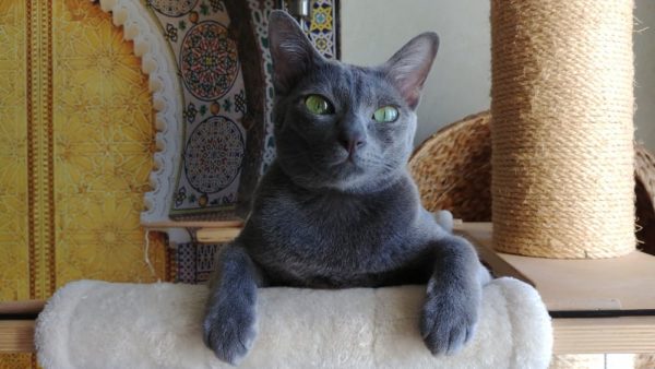 Korat Cat Breed Information | Great Pet Care