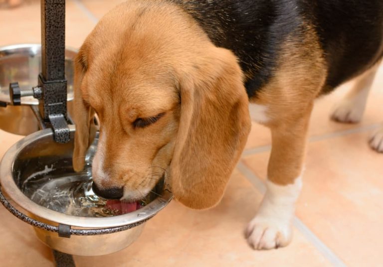 Hyperthyroidism in Dogs | Great Pet Care