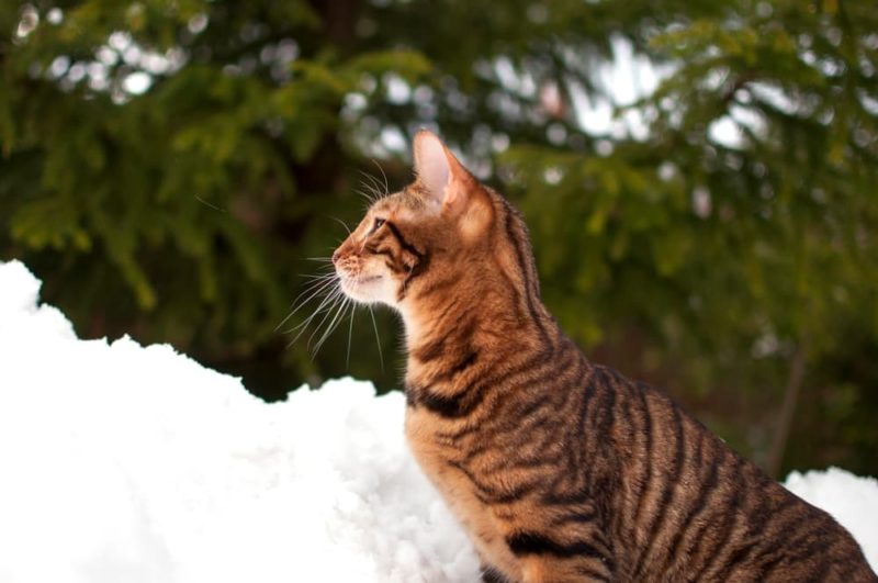 Toyger Cat Breed Information | Great Pet Care