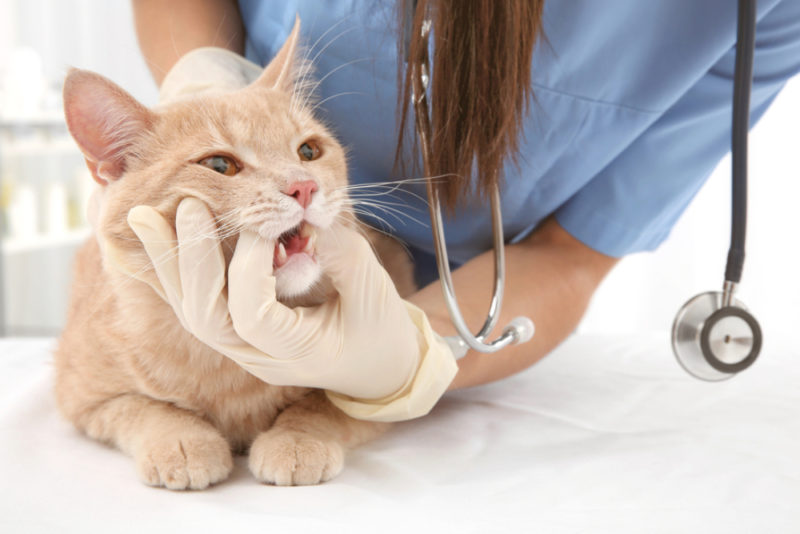 Unhealthy Cat Teeth: 6 Signs and How to Help | Great Pet Care