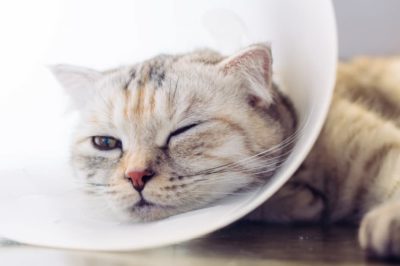 Cat Skin Cancer: Types, Signs, and Treatment | Great Pet Care