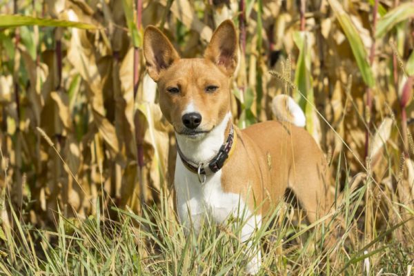Can Dogs Have Corn? | Great Pet Care