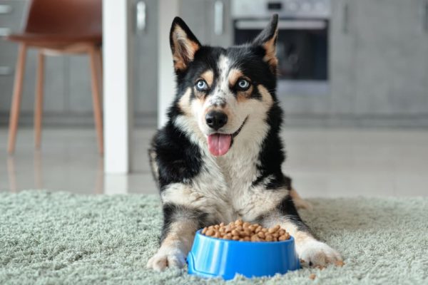 Appetite Stimulants for Dogs: 7 Vet-Recommended Picks | Great Pet Care