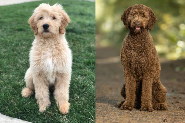 Goldendoodle vs. Labradoodle: Comparing These Doodle Breeds | Great Pet ...