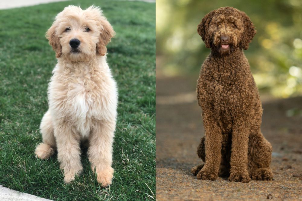Australian Goldendoodles Australian Goldendoodles