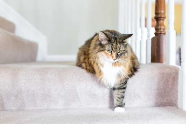 Arthritis in Cats: Signs, Causes, and Management | Great Pet Care