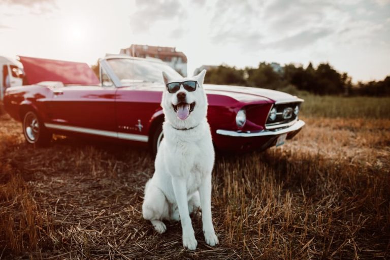 140 Best Car Names For Dogs Great Pet Care
