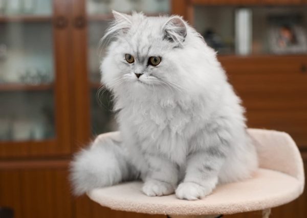 6 Flat Faced Cat Breeds | Great Pet Care