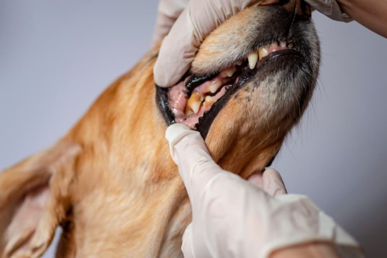 14 Signs of Kidney Failure in Dogs | Great Pet Care