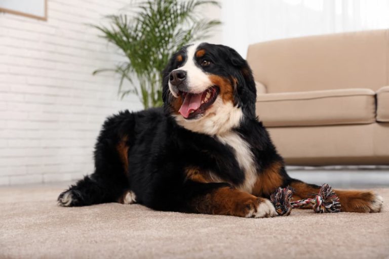The Calmest Dog Breeds You'll Ever Meet | Great Pet Care