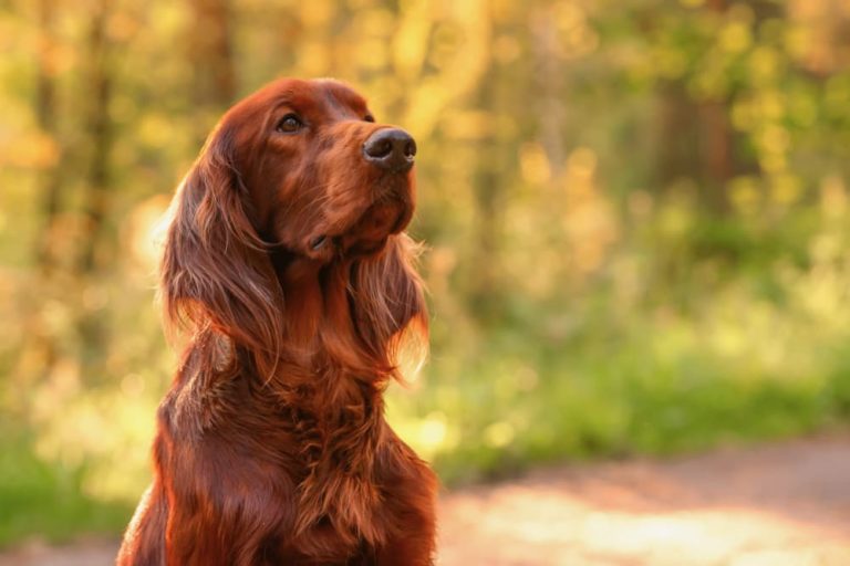 120 Irish Dog Names for Good Lads and Lasses | Great Pet Care
