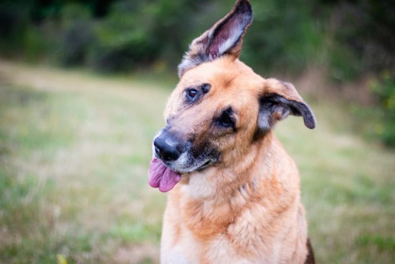 Why Do Dogs Tilt Their Heads? | Great Pet Care