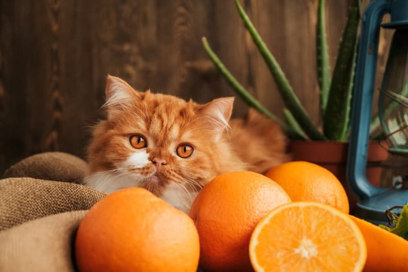153 Spanish Cat Names for Vibrant Gatos | Great Pet Care