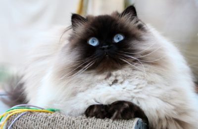 6 Flat Faced Cat Breeds | Great Pet Care