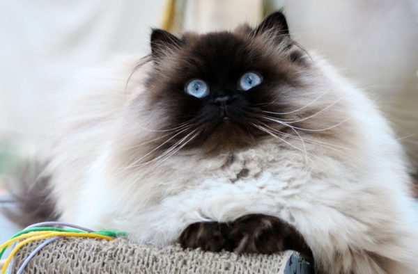 6 Flat Faced Cat Breeds | Great Pet Care