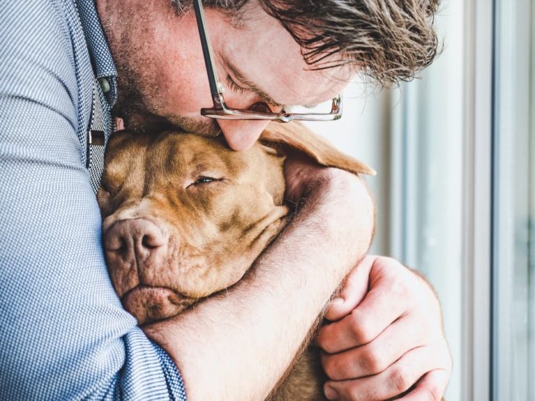 Dog Euthanasia: End of Life Options and Preparation Guide | Great Pet Care