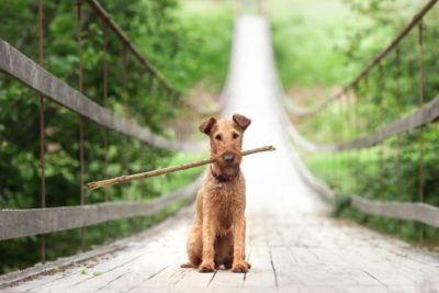 120 Irish Dog Names for Good Lads and Lasses | Great Pet Care
