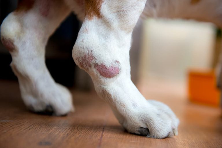 Hot Spots on Dogs | Great Pet Care